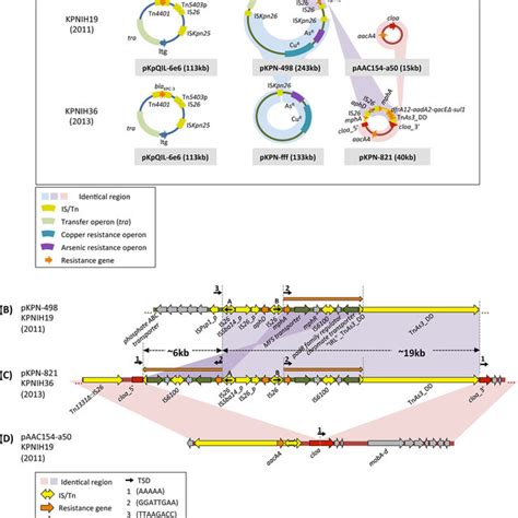 Schema Of Replicative Transposition And Homologous Recombination A