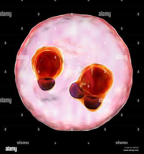 Protozoan Plasmodium Falciparum Inside Red Blood Cell Computer Artwork