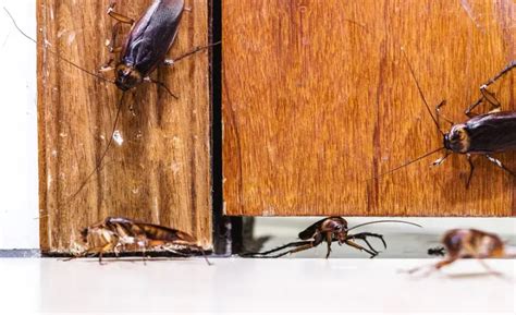 How To Get Rid Of Cockroaches In Kitchen Permanently