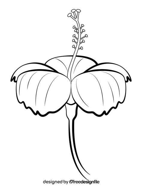 Hibiscus Flower Black And White