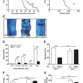 Mstn Gene Inactivation Prevents Loss Of Skeletal Muscle Mass In Download Scientific Diagram