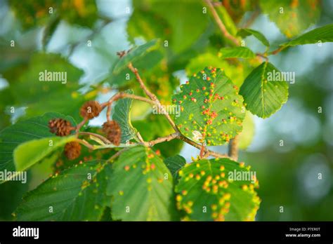 Tree Leaves With Rust Colored Spots Illness Stock Photo Alamy