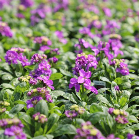 Stock Matthiola Incana Mime Blue Lucas Greenhouses