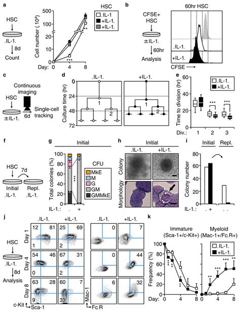 Il 1 Accelerates Hsc Differentiation Along The Myeloid Lineage A Download Scientific Diagram