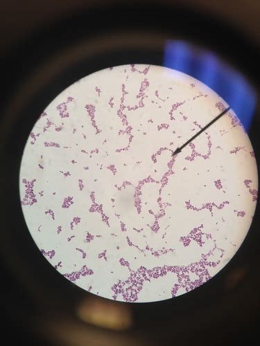 Micro Lab Final Part 1 Flashcards Quizlet