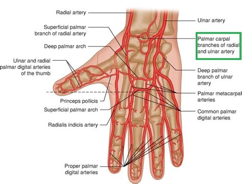 Branches Of The Radial Artery