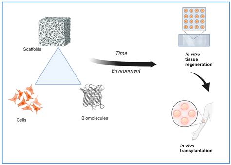 Biocomposite Scaffolds For Tissue Engineering Materials Fabrication Techniques And Future