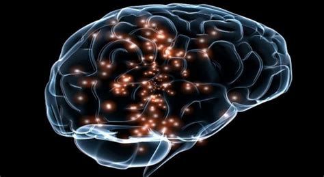 Mini brains in lab to help study complex disease