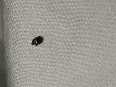 Small Crumbly Black Brown Bugs R Whatsthisbug