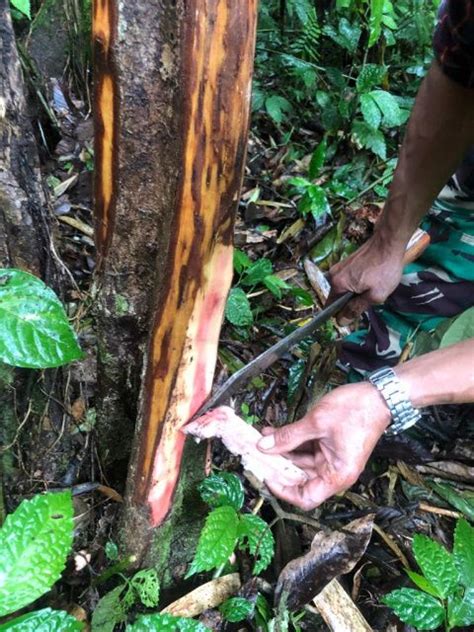Mahasiswa Usu Teliti Kandungan Cep Cepan Sebagai Tanaman