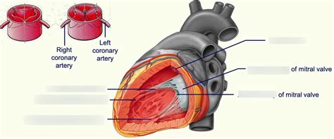 Left Ventricle Diagram Quizlet