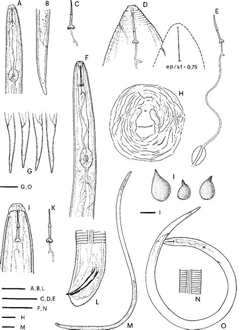 Pdf A New Root Knot Nematode Meloidogyne Baetica N Sp Nematoda