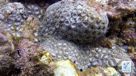 Monday Archives Zoanthids In Their Natural Environment