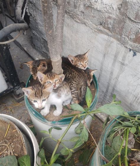 A Cat Tree A Cat Tree