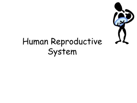 Ppt Human Reproductive System Powerpoint Presentation Free Download