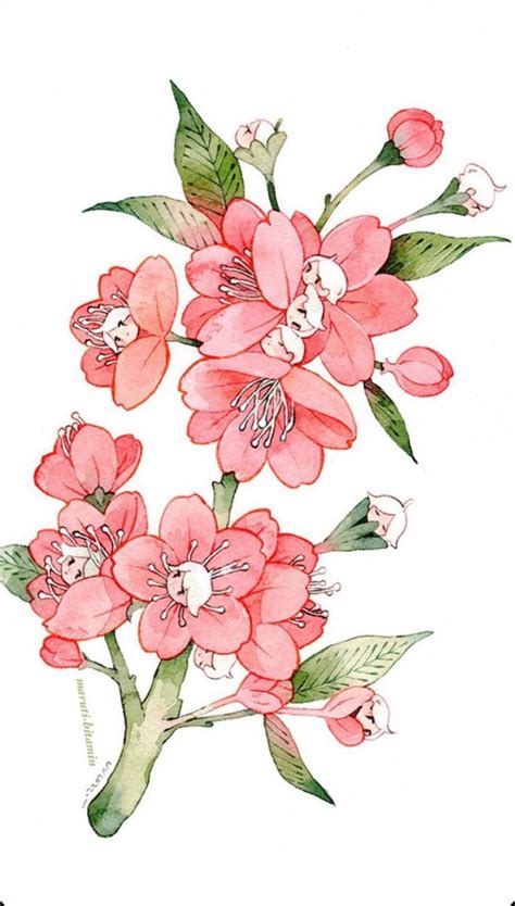 Pink Flowers Drawing Peach Blossom Drawing Apricot Flower Drawing