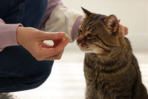 9 Most Common Cat Medications For Feline Use Vet Answer Catster