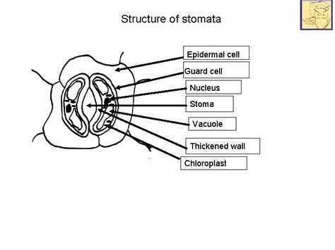 Leaf Structure And Function And Stomata And Leaf