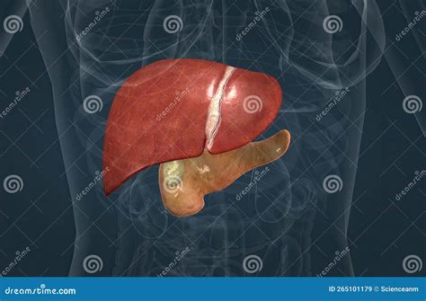 The Digestive Role Of The Liver Is To Produce Bile And Export It To The