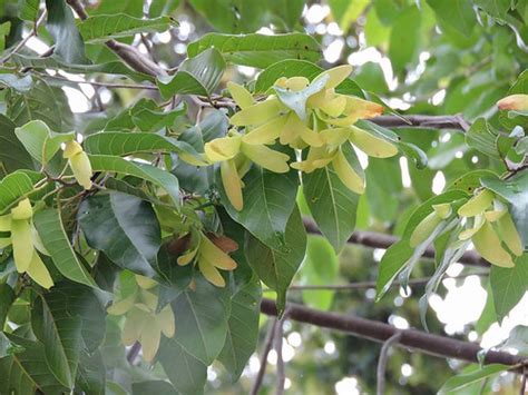 Hopea Odorata Roxb Kuala Kubu Bharu Selangor Malaysia Flickr