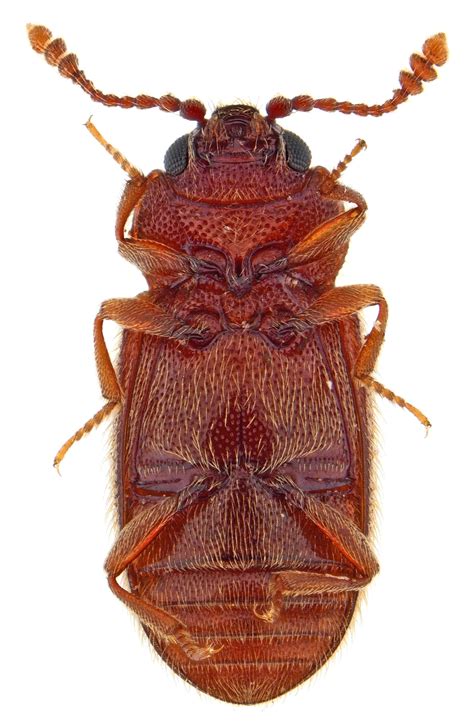 Cryptophagus Cryptophagus Bugguidenet