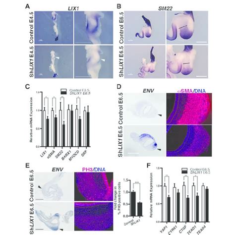 Pdf Lix1 Regulates Yap1 Activity And Controls The Proliferation And Differentiation Of Stomach
