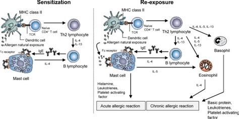 Schematic Representation Of The Pathophysiology Of Allergic Asthma In Download Scientific