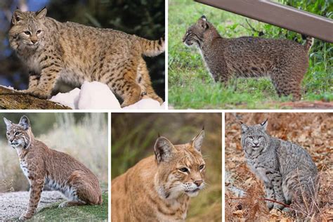 Bobcat Colors What Color Are Bobcats Bobcat Colors What Color Are Bobcats