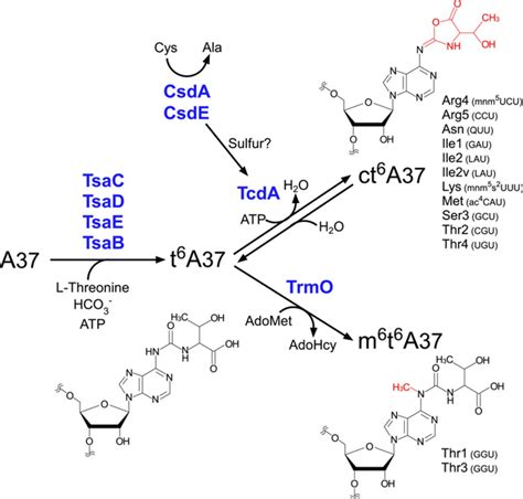 Biosynthesis Of T6a Derivatives In E Coli A37 Of All 13 Trnas