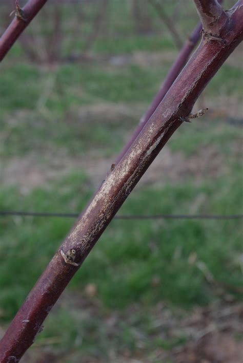 Cane Blight Of Brambles Scouting Guide For Problems Of Fruit