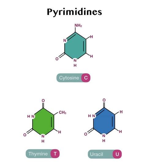 Pyrimidine Structure