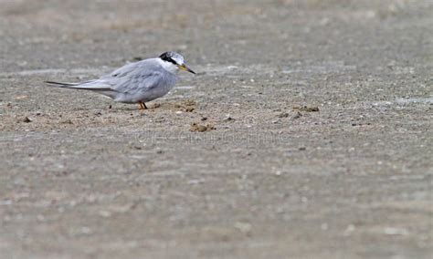 Terno Peruano Sternula Lorata Imagem De Stock Imagem De Ameaçado Vogal 205101857