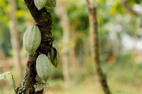Premium Photo Cocoa Fruit In The Tree