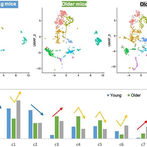 Subclustering Of Macrophages Shows Clear Trends Of Age Related Decrease