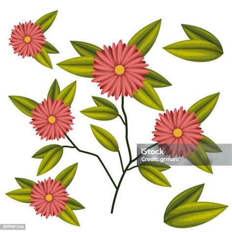 พืชดอกดาวเรืองในพื้นหลังสีขาว ภาพประกอบสต็อก ดาวน์โหลดรูปภาพตอนนี้ Composition กรอบ องค์