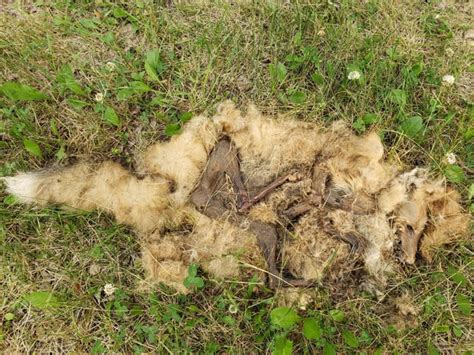 Mummified Fox Options R Vultureculture