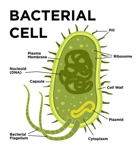 Structure And Function Of A Typical Bacterial Cell With Diagram