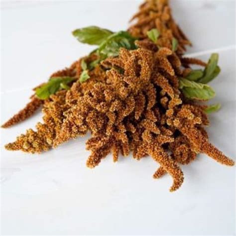 50 Seeds Amaranthus Seeds Golden Rust Etsy