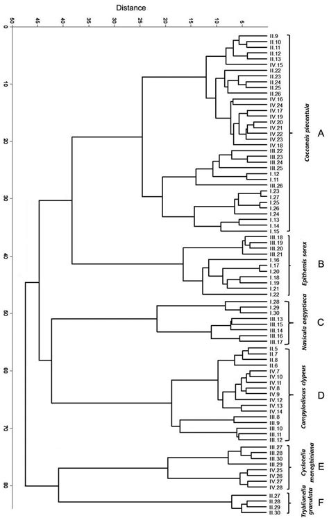 Cluster Analysis Of The Examined Samples Based On The Dominant And Download Scientific Diagram