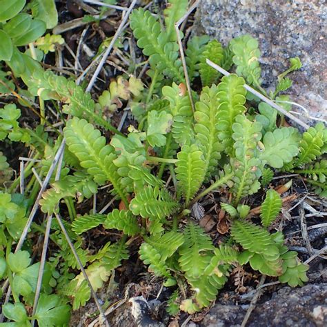 Cotula Dioica Leptinella Vendita Piante Online