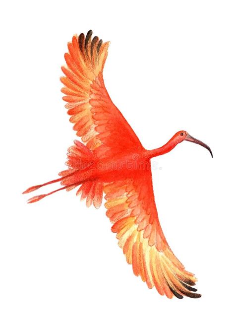 Vogelillustration Vektor Abbildung Illustration Von Federn 56530454