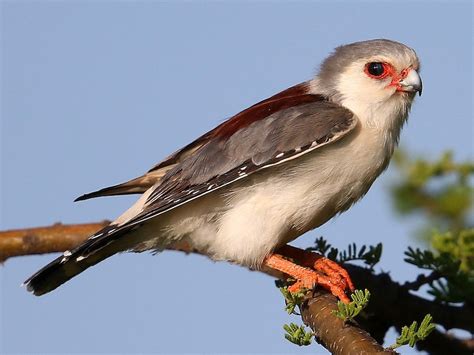 African Pygmy Falcon Gavenlovesanimals Animal Kindom Wiki Fandom African Pygmy Falcon Gavenlovesanimals Animal Kindom Wiki Fandom