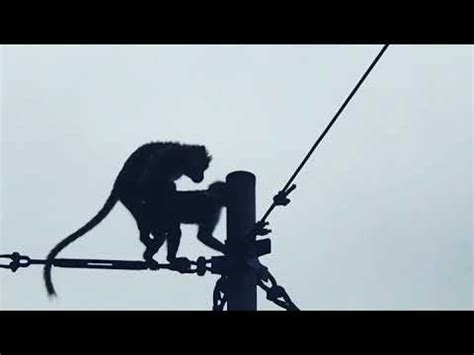 Monkeys Sex YouTube