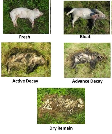 Decomposition Definition Types And Process Forensics Blog