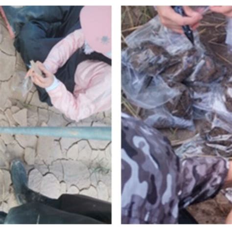 Histogram Of Soil Particle Size Distribution At Sampling Points With