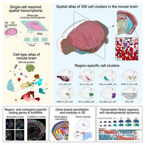 Single Cell Spatial Transcriptomic Atlas Of The Whole Mouse Brain Neuron