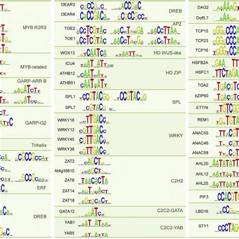Dna Binding Specificity Of Plant Tfs Position Weight Matrix Pwm Download Scientific Diagram