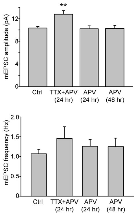 Blocking Nmda Receptor Alone Does Not Induce Synaptic Scaling Download Scientific Diagram