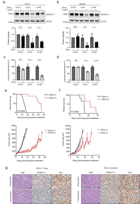 The Transcriptional Co Repressor Runx1t1 Is Essential For Mycn Driven