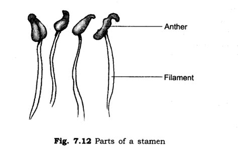 NCERT SOLUTIONS FOR CLASS 6 SCIENCE GETTING TO KNOW PLANTS CHAPTER 7